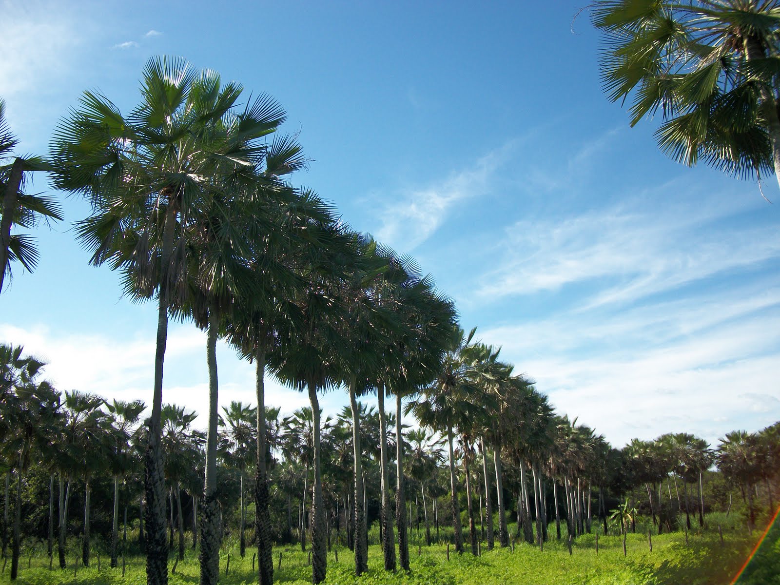 VENTO NORDESTE: LENDA DA CARNAÚBA - UMA LENDA INDÍGENA QUE VEM LÁ DO PIAUI!