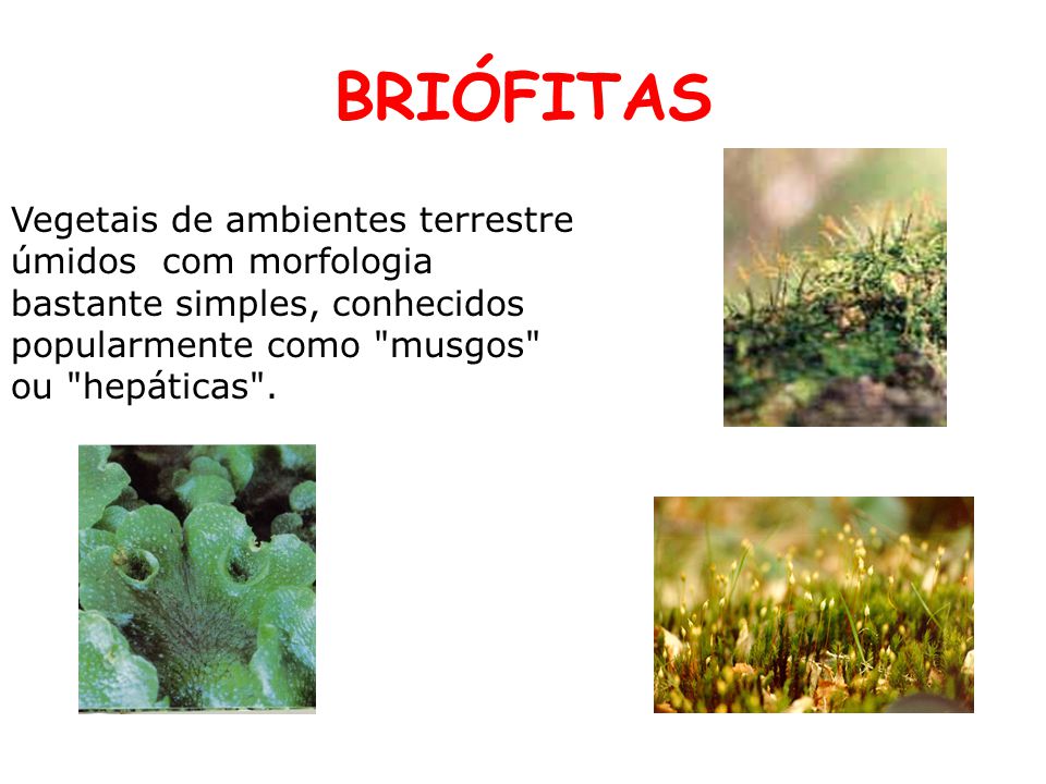 Briófitas: Introdução | Biologia: A ciência da vida