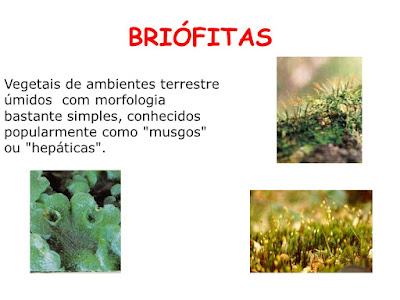 Briófitas: Introdução | Biologia: A ciência da vida