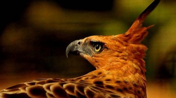 Takjub! Burung Garuda yang Menjadi Simbol Pancasila Ternyata Ada dan ...