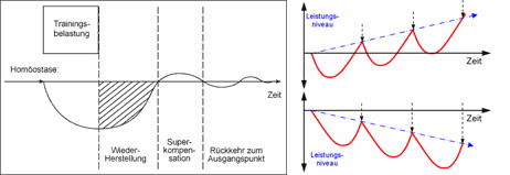 Gesundes Training: Das Prinzip der Superkompensation im Krafttraining