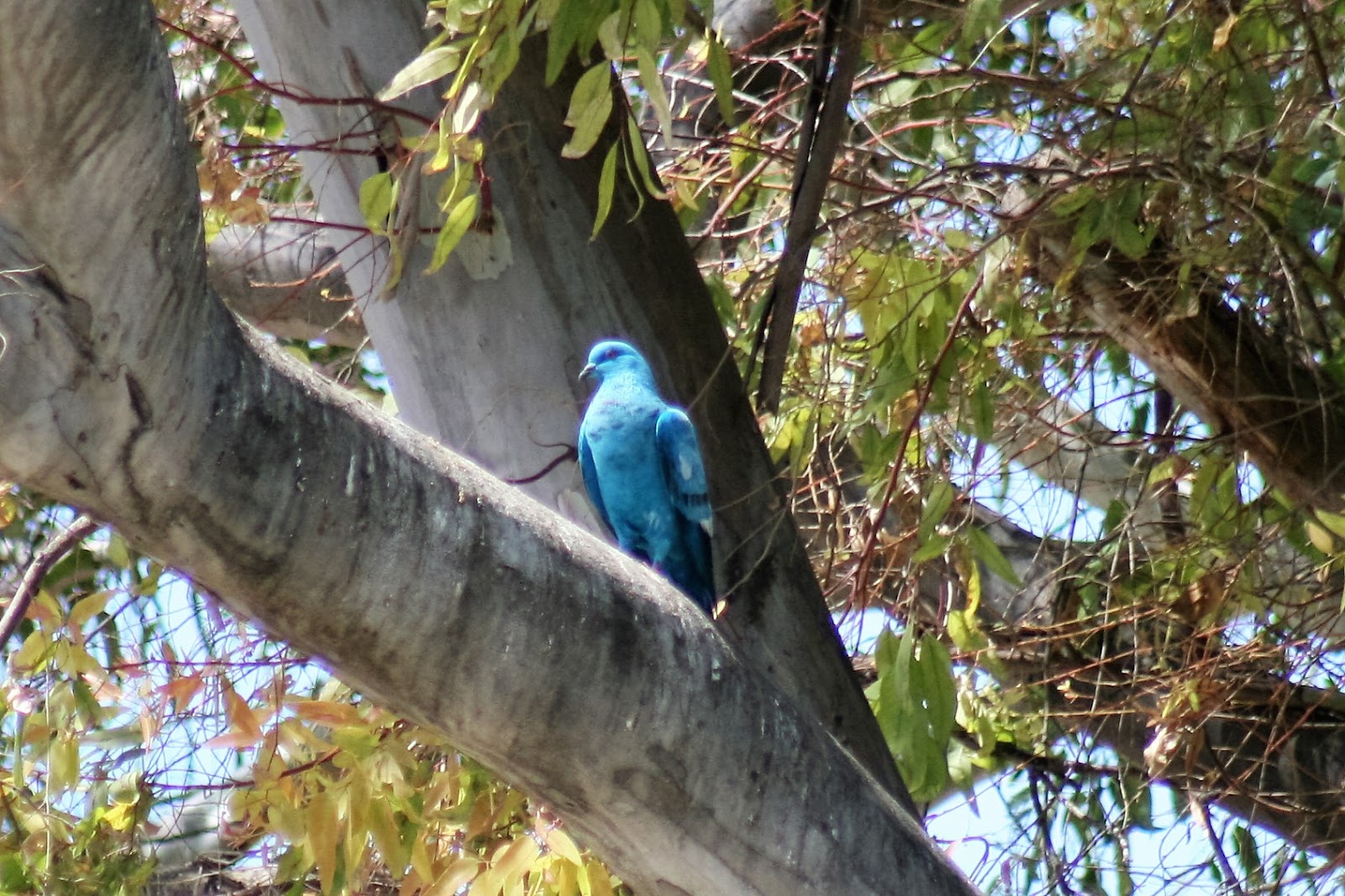 Pajaricos de Murcia: ¿Paloma azul?