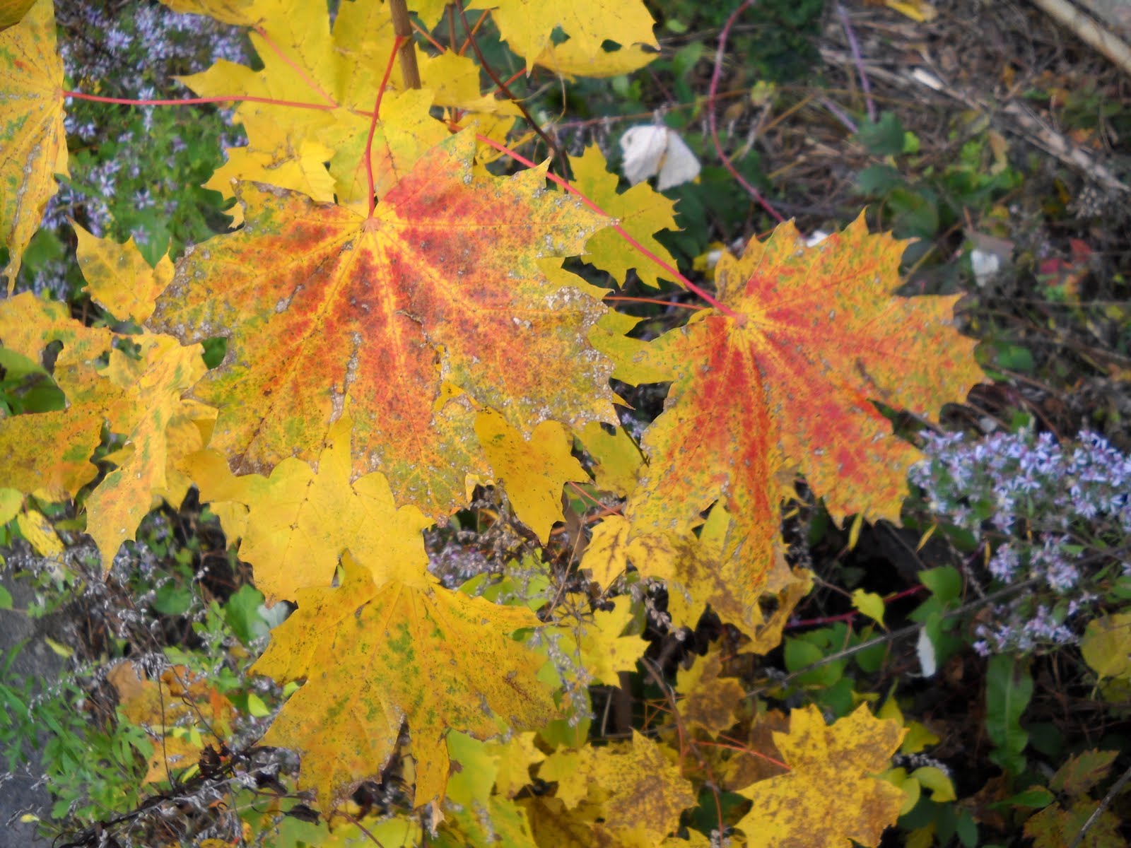 A Wild Garden: Photo Gallery: Wild Garden