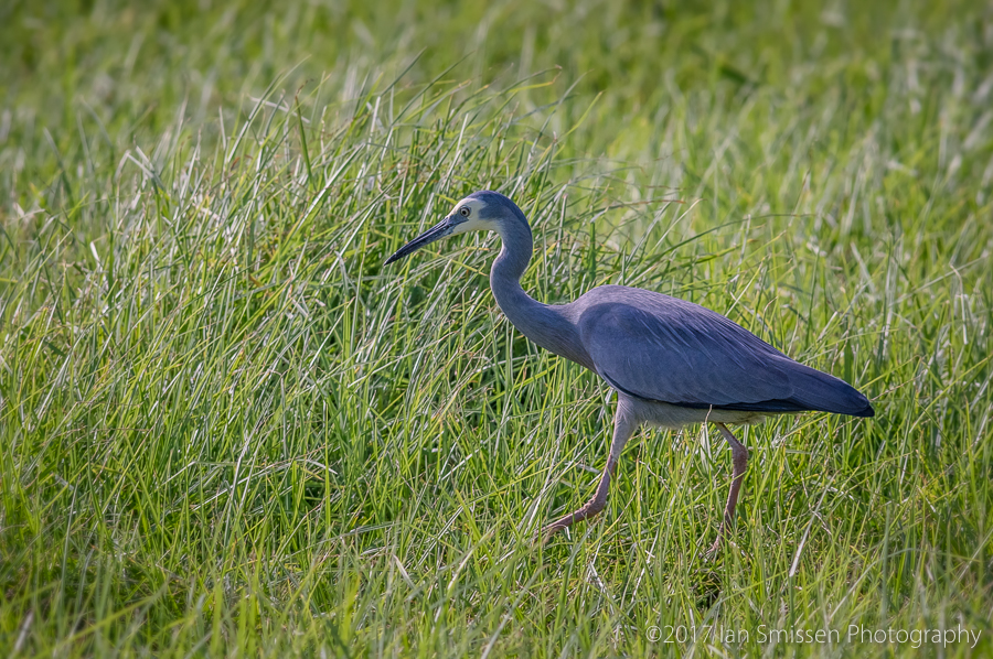 A passion for birds...: Lord Howe Island - Part 2: Search for the Woodhen