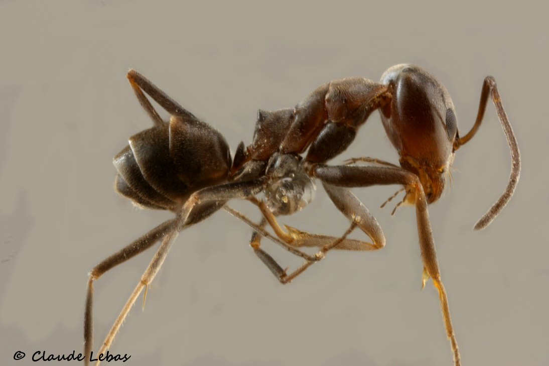 Fourmis du Pérou: 2019