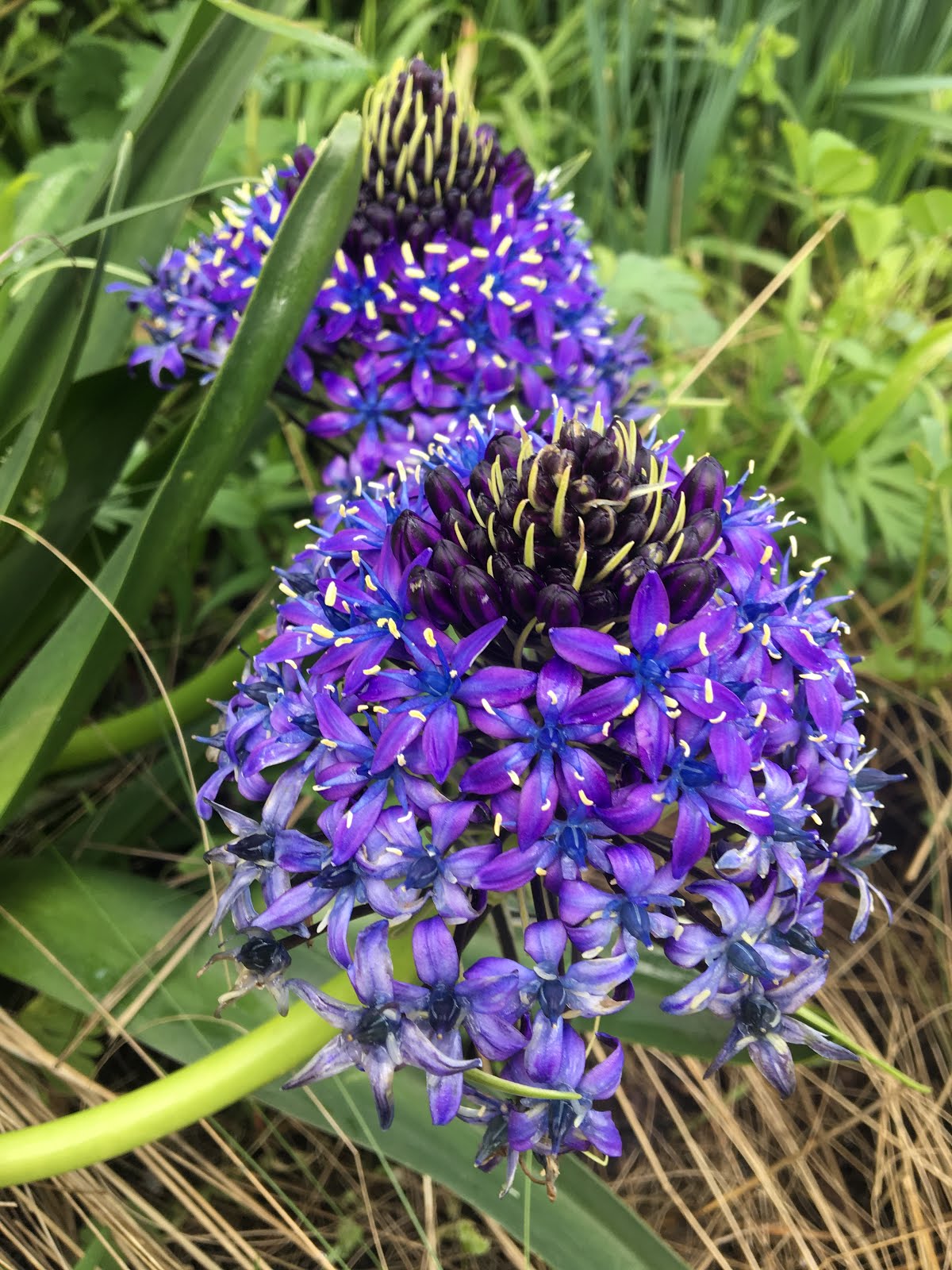 Pennsylvania Street Gardens: Plant profile: Scilla peruviana ...