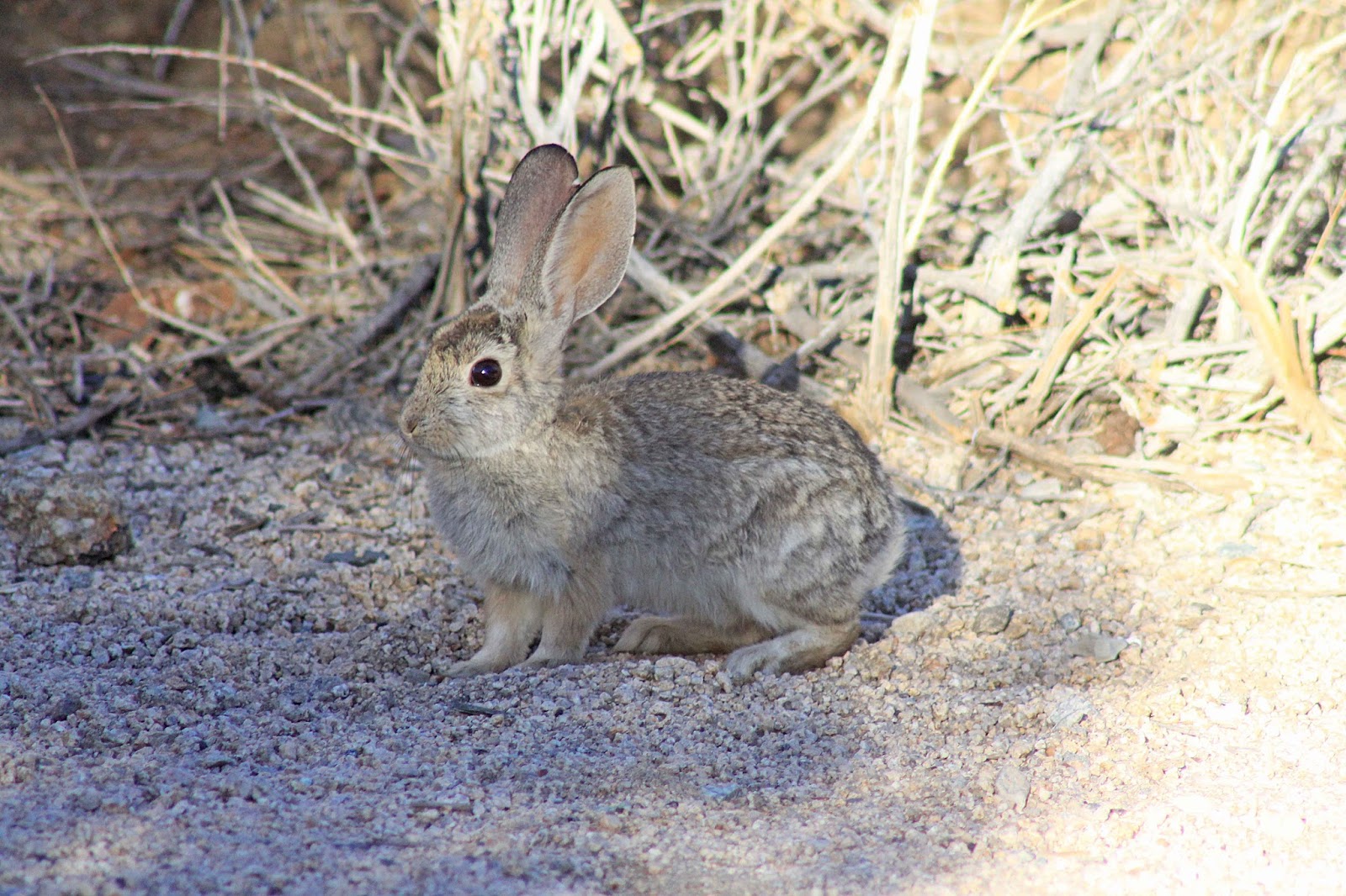 Camissonia's Critter Life List: Southern Desert Cottontail Rabbit ...