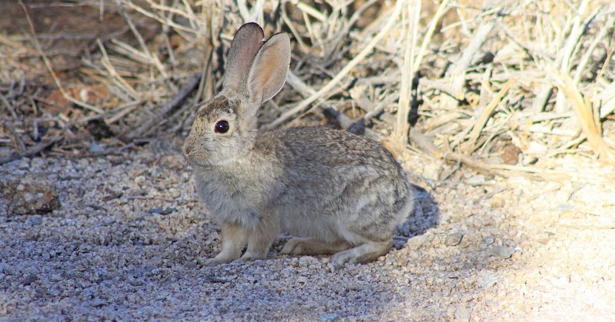 Camissonia's Critter Life List: Southern Desert Cottontail Rabbit ...
