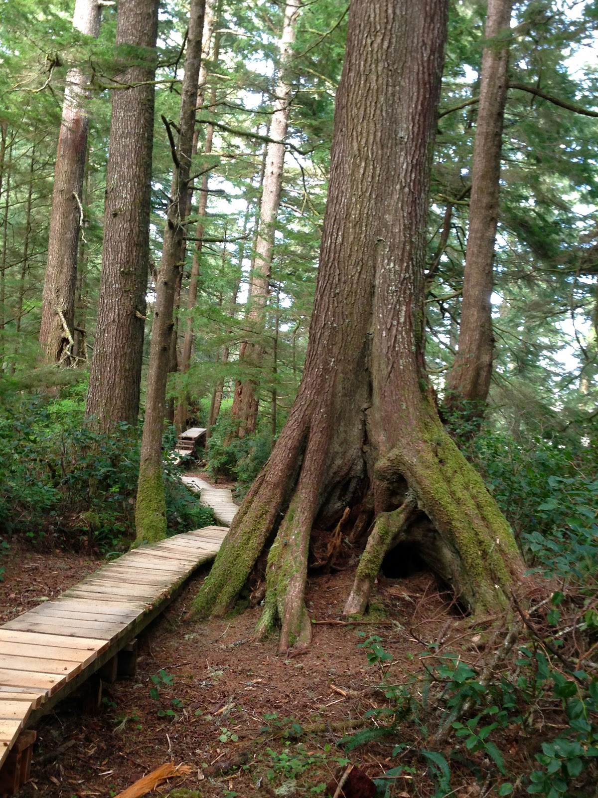 The Pacific Rim National Park The Pacific Rim National Park - Beth Kaplan