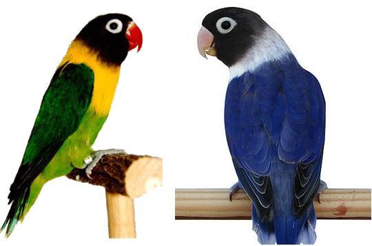 CRIADOURO ROLIM: AGAPORNES