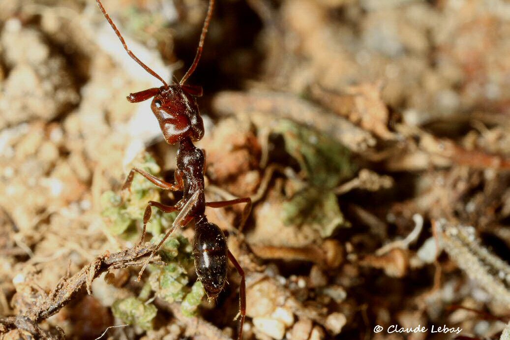 fourmis de Cuba- Hormigas de Cuba- Ants of Cuba: Odontomachus insularis
