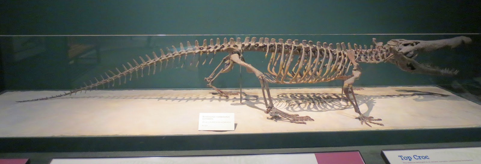 Equatorial Minnesota: Fossil Crocs of the Science Museum