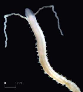 Variety of Life: Spionida