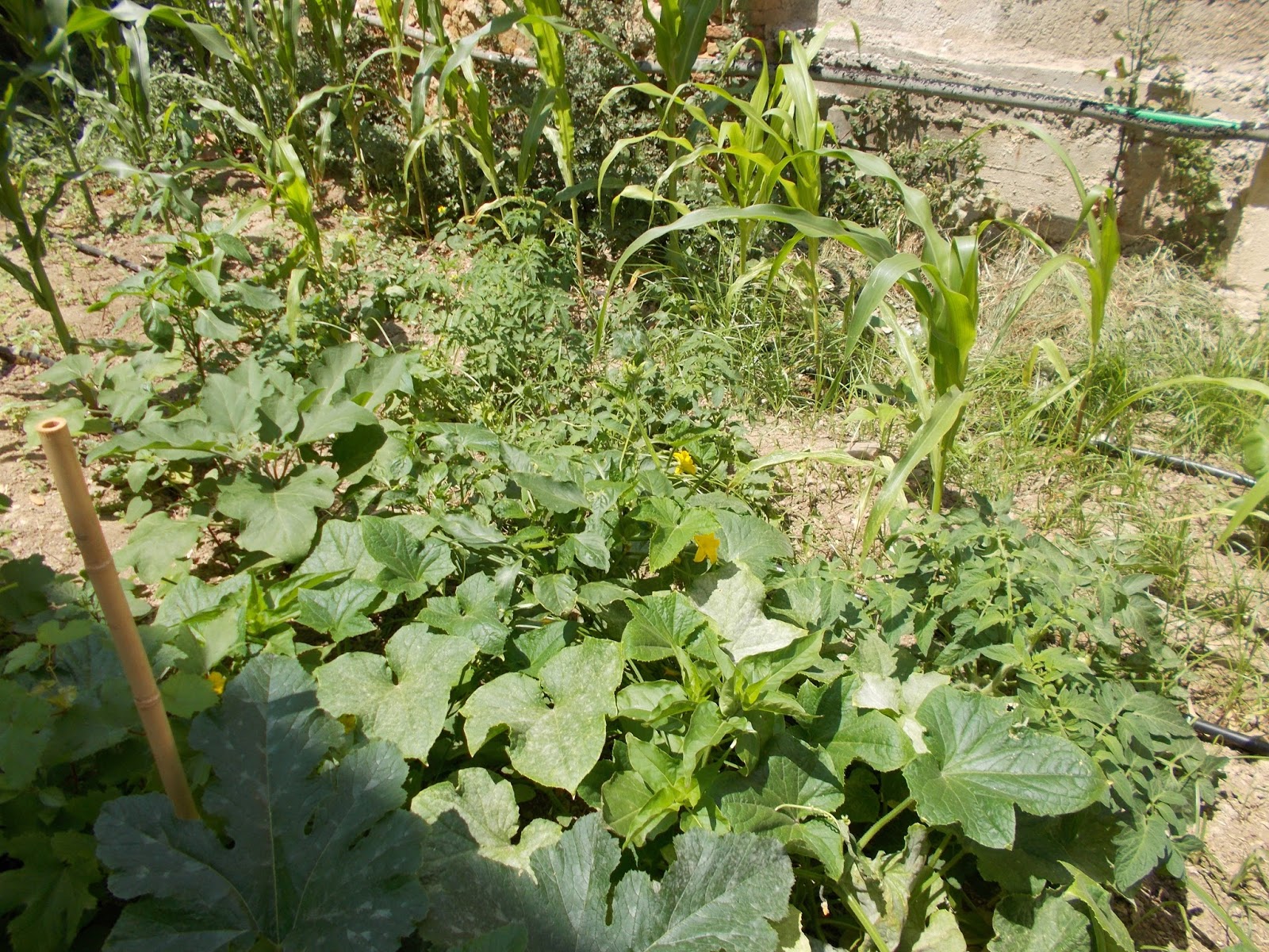 ΣΧΟΛΙΚΟΙ ΛΑΧΑΝΟΚΗΠΟΙ : ΟΙ ΚΗΠΟΙ ΤΩΝ ΣΧΟΛΕΙΩΝ ΤΗΣ Δ/ΣΗΣ Β/ΘΜΙΑΣ ΕΚΠ/ΣΗΣ ...