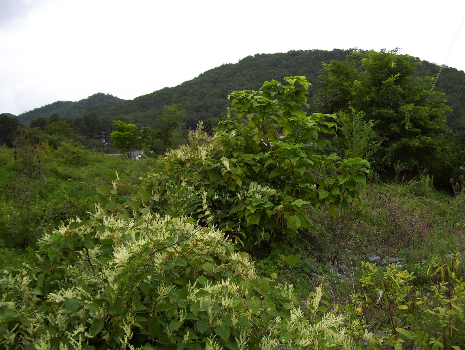 The Art of Positive Living: Picturesque Southern Appalachian Mountain Names