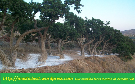 mastiha: Skinos Mastiha