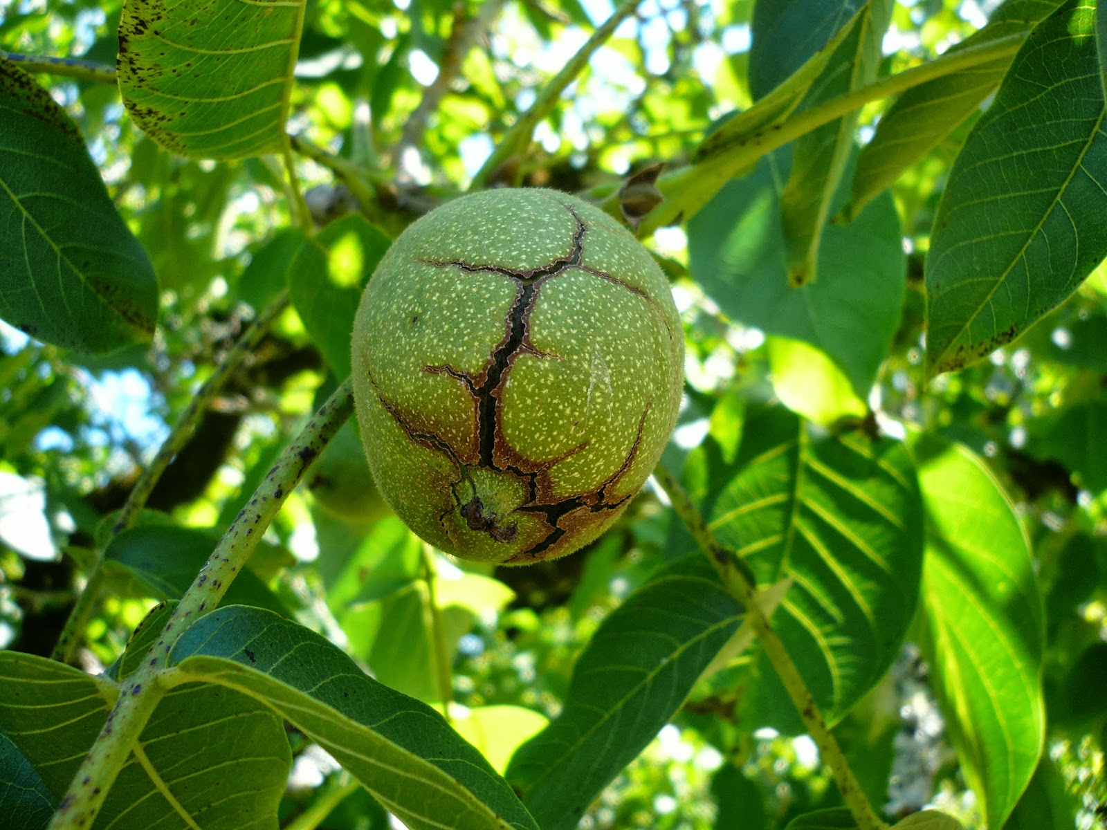 Countryman: Foraging California's Wild Side: Go Nuts: Part 1- Almonds ...