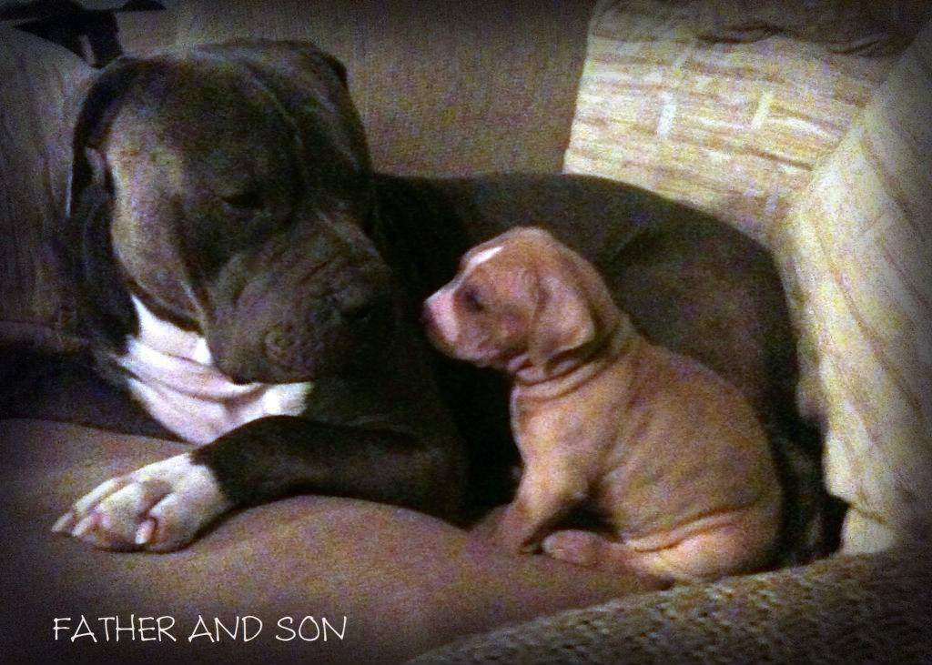 Bandog Pups : Desert Elite Bandogs