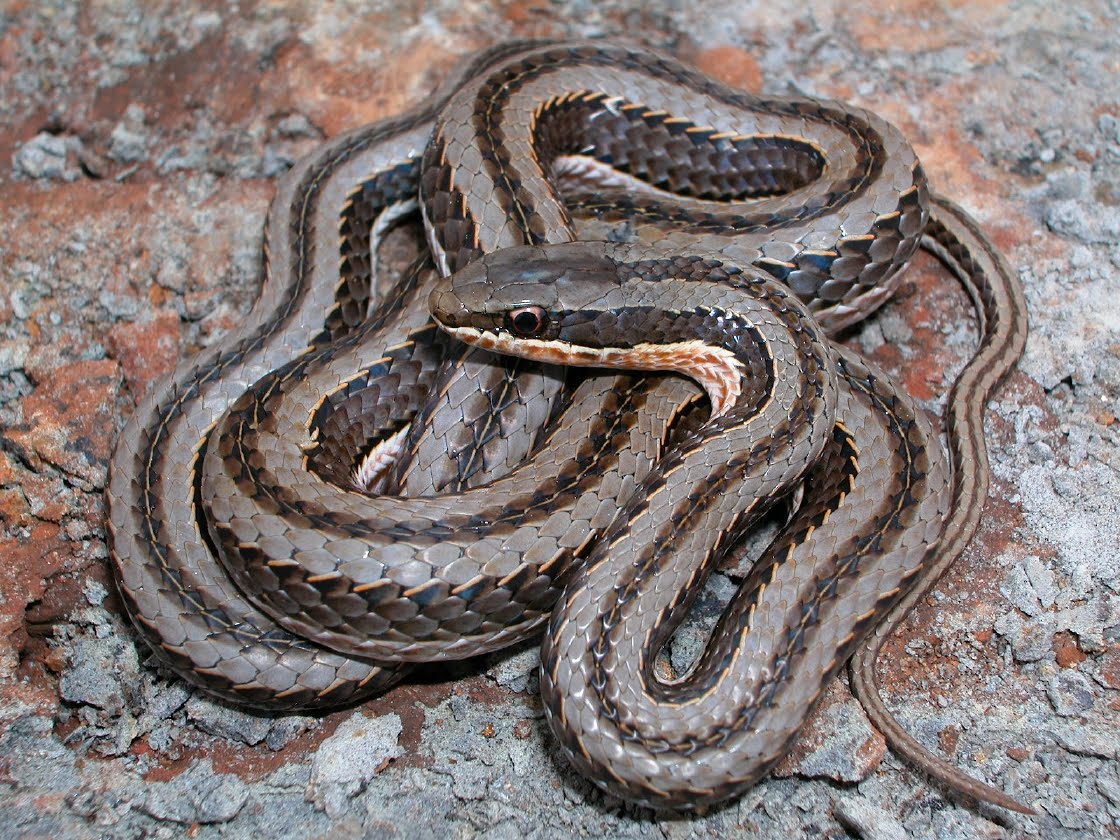 Species New to Science: [Herpetology • 2019] Kladirostratus gen. nov ...