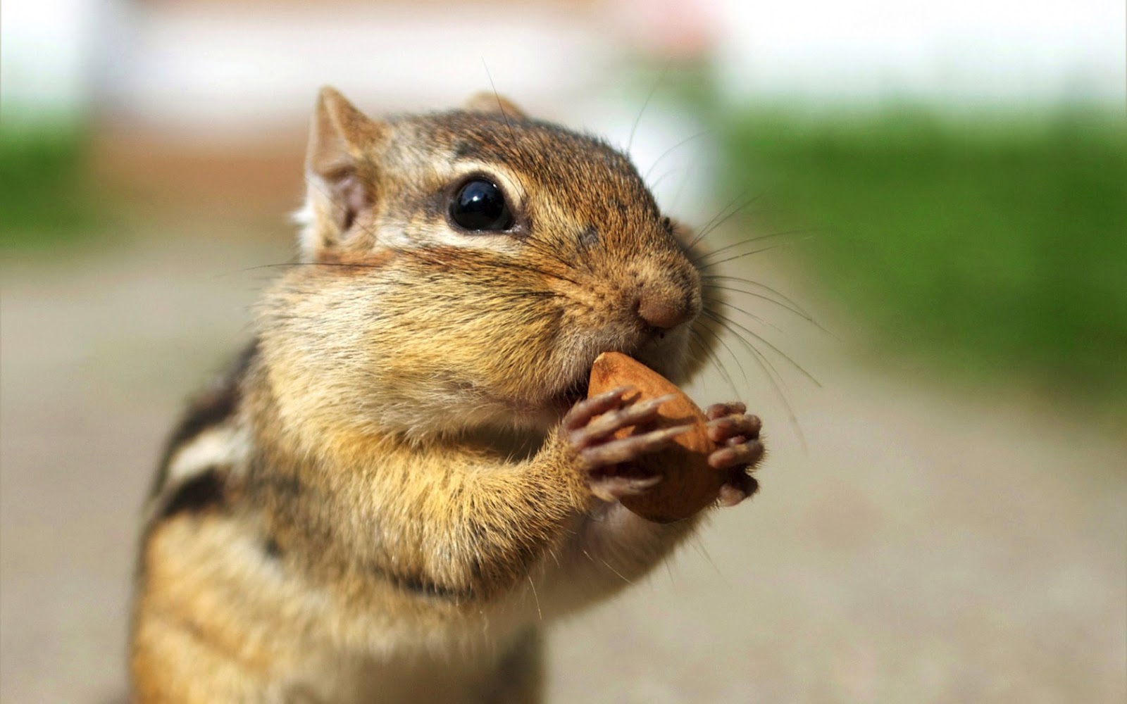 Chipmunks Wallpapers | Animal Literature