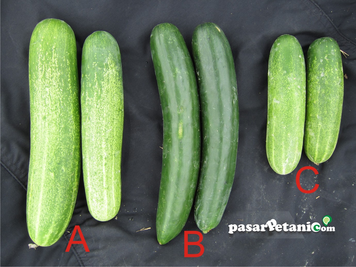 BLOG.pasaRpetani.com: Mengenal Jenis-jenis Timun