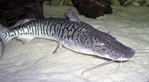 Simplemente pesca: Surubi