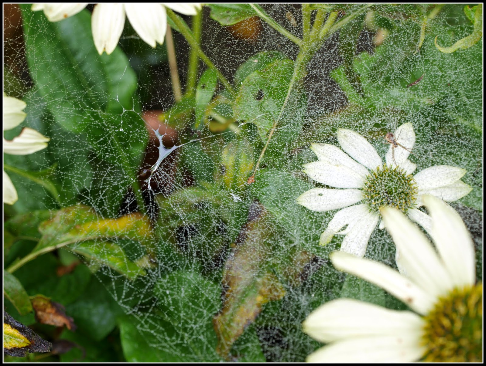 Mark's Veg Plot: Cobweb season