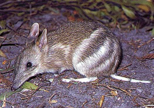 Bandicoot Animals | Amazing Facts & Latest Pictures | All Wildlife ...