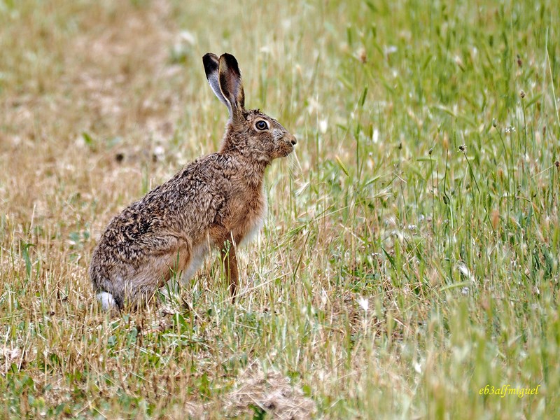 Miguel fotografia: Liebre europea (Lepus europaeus)
