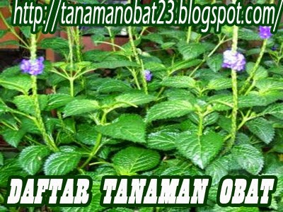 Tanaman Obat Jarong (Achyranthes aspera Linn.)