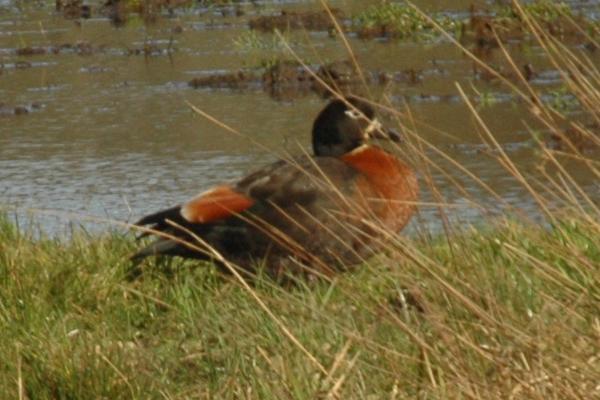 The Nature of Robertson: Chestnut-breasted Shelducks (Mountain Ducks)