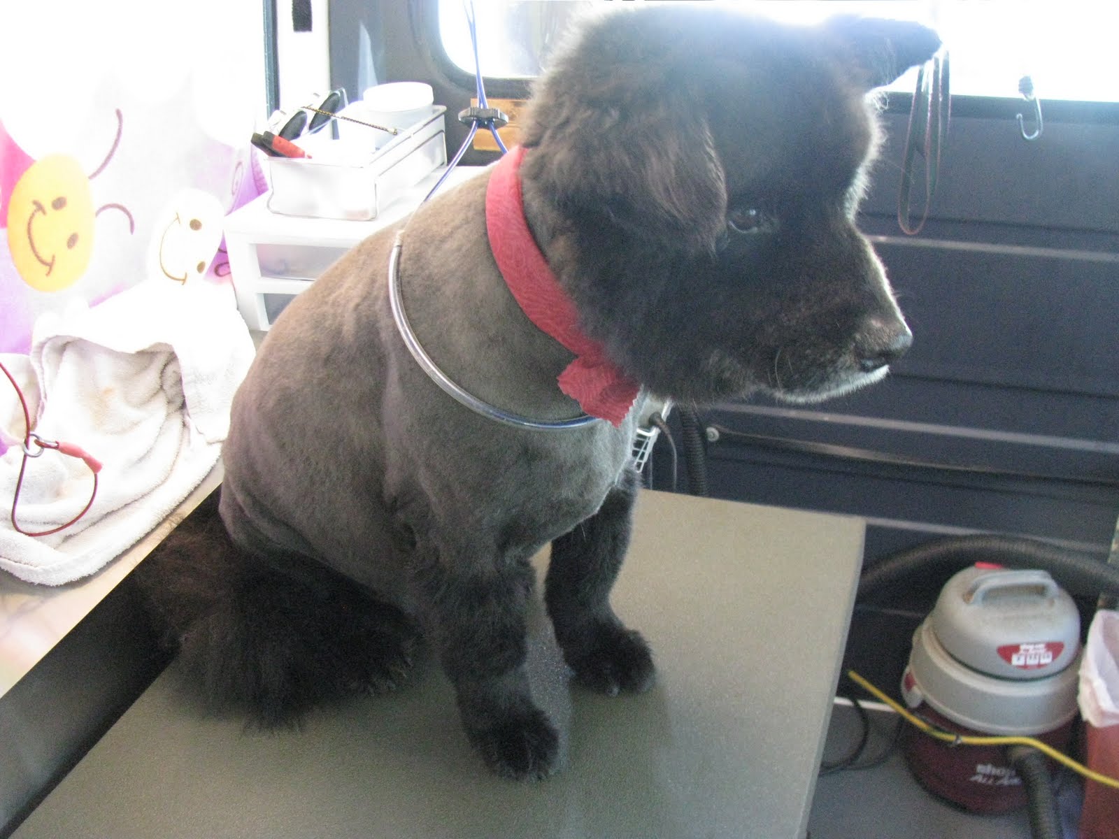 Dog, Cat & Horse Grooming Tips: Lion Cuts