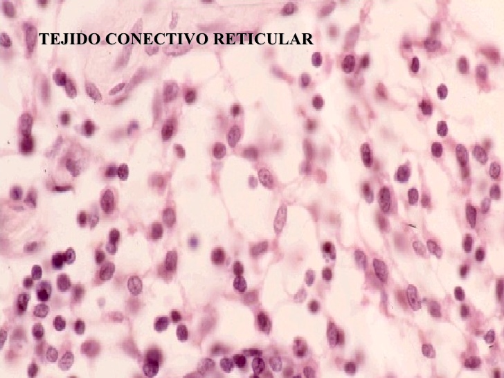 HISTO - EMBRIOLOGÍA : TEJIDO LAXO