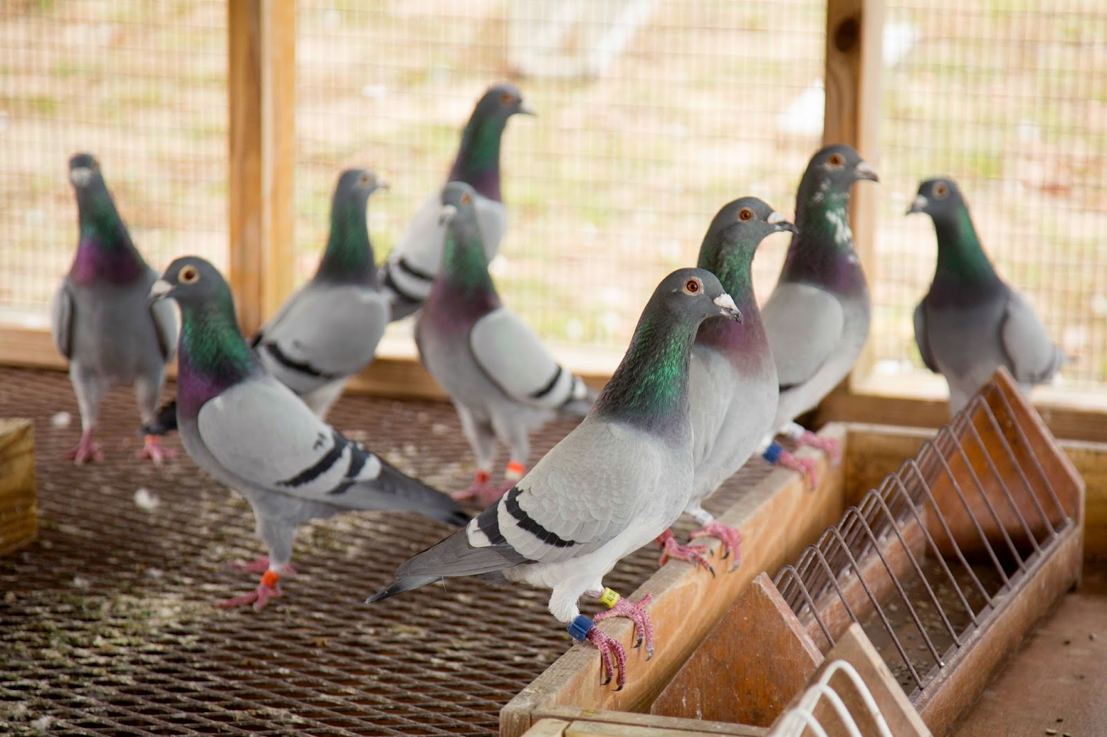 nieripigeons varios: CANADA RACING PIGEONS- O & L DeVries + Gordon Chalmers