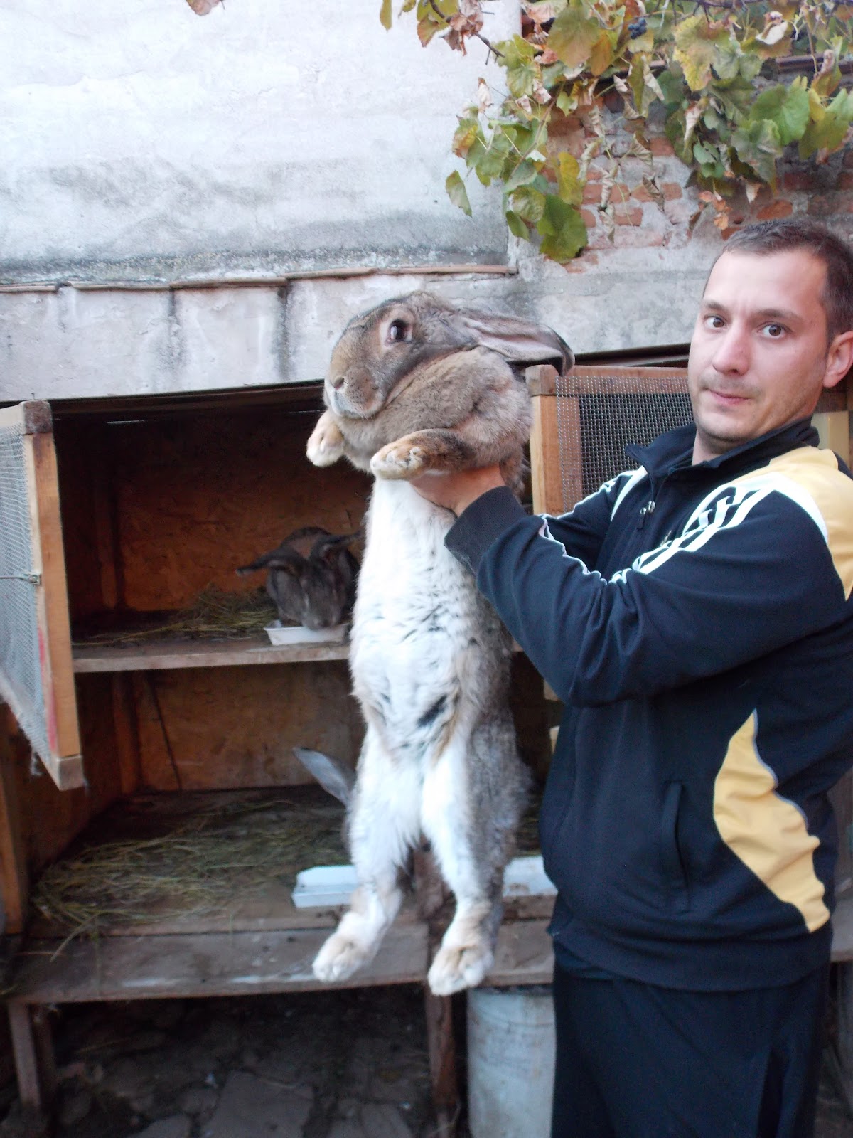 Vand iepuri belgieni- Alba