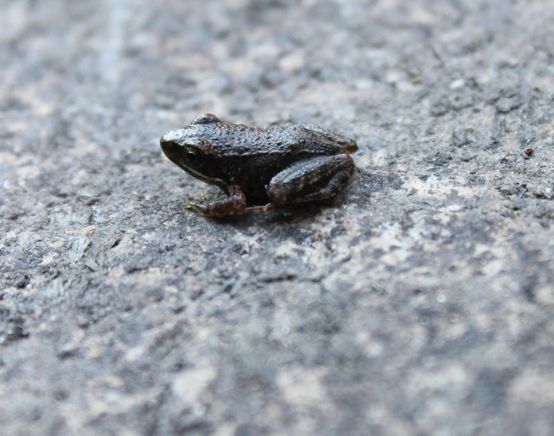 Cáceres al natural: RANAS PATILARGAS JÓVENES EN EL PIORNAL