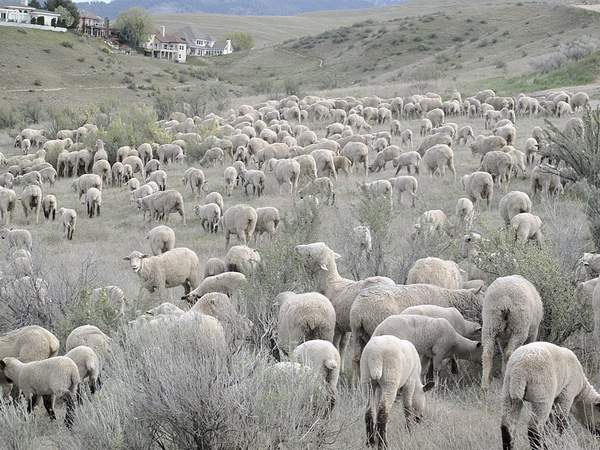 THE WESTERNER: Band of 2,450 sheep graze their way through Boise foothills
