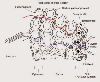 Senior Biology: Transport in plants