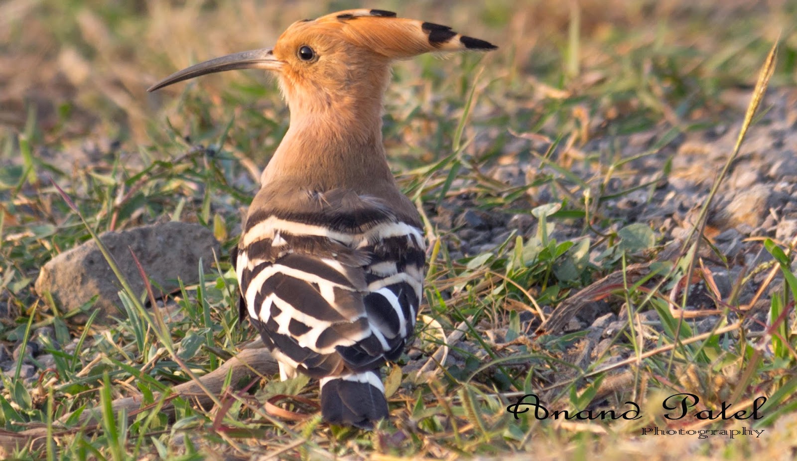 Common Hoopoe | YuGWoRLD