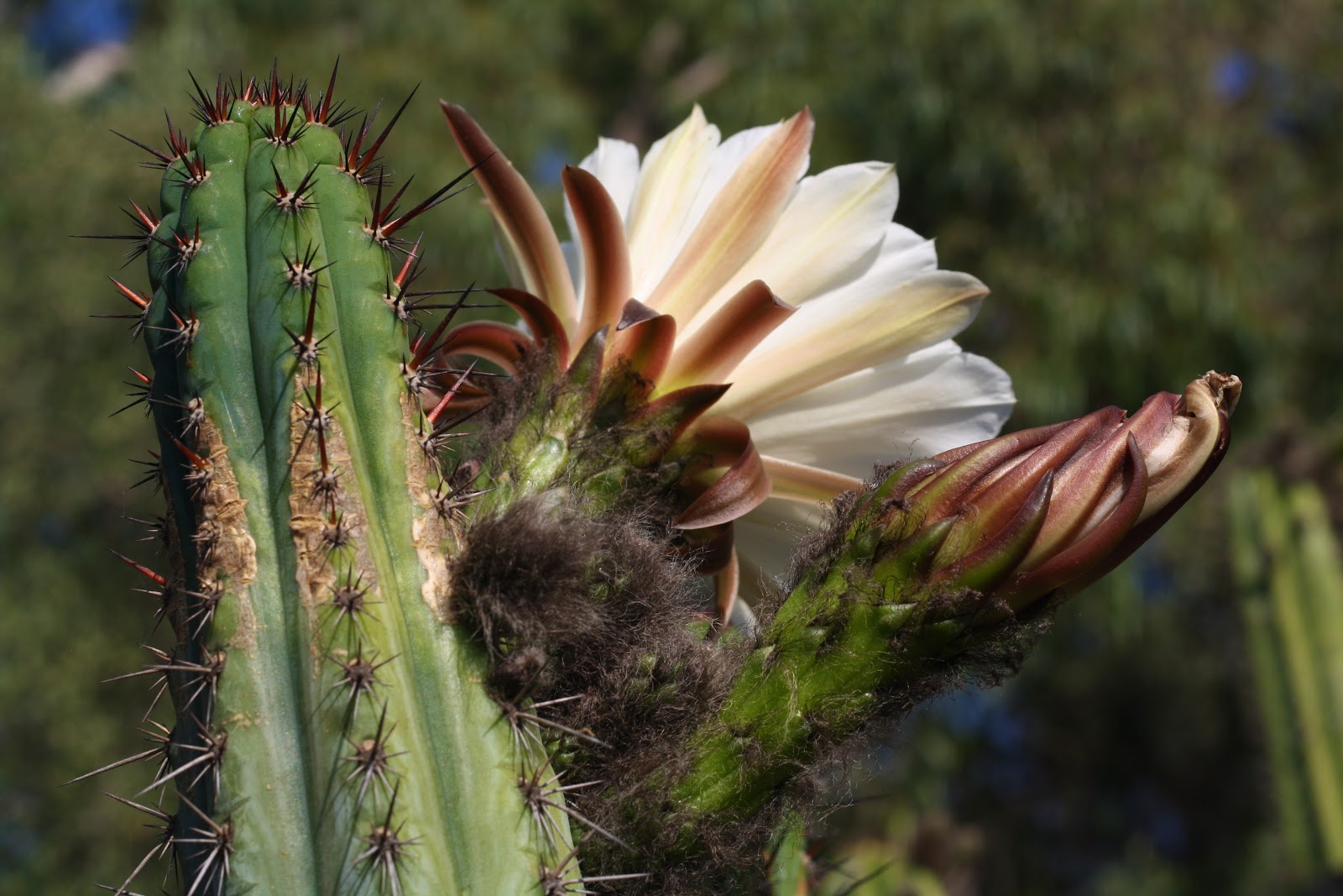 Mikaela Holman: Columnar Cacti