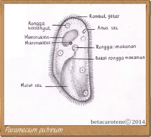 PROTOZOA SKETCH ~ Betacarotene