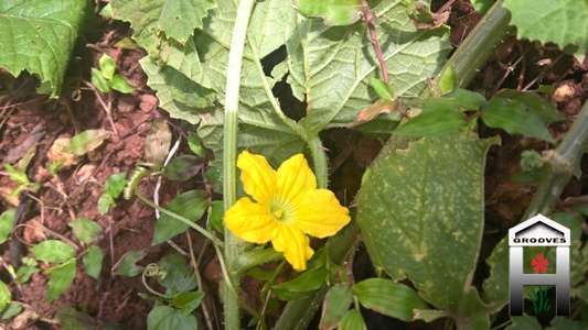 My Mash Melon (Chibud) Story