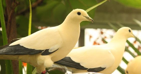 AMBIENTS NATURALS: Ducula subflavescens (sp-ssp, ?)