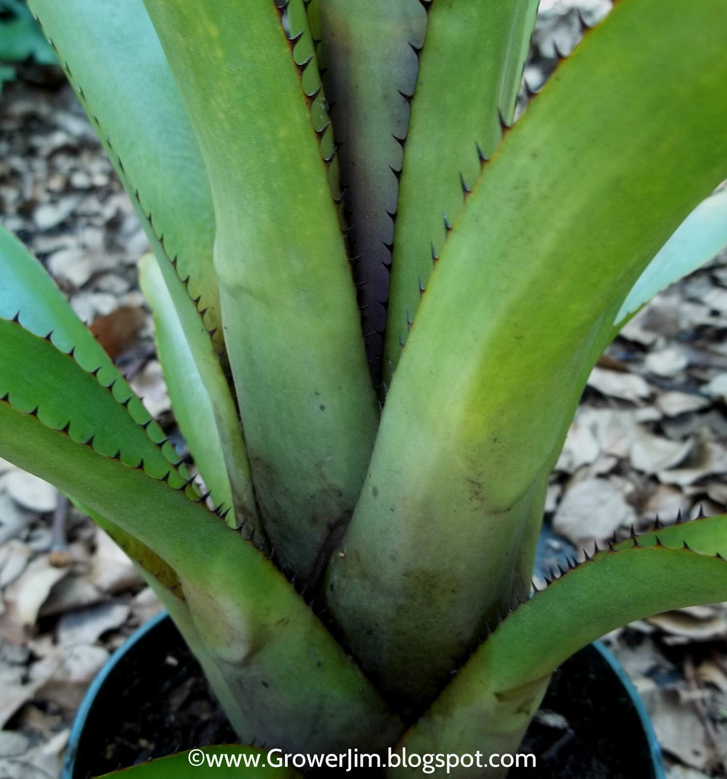Garden Adventures: Aechmea comata