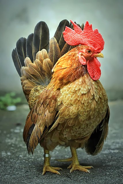 Incredible Rooster, Australia