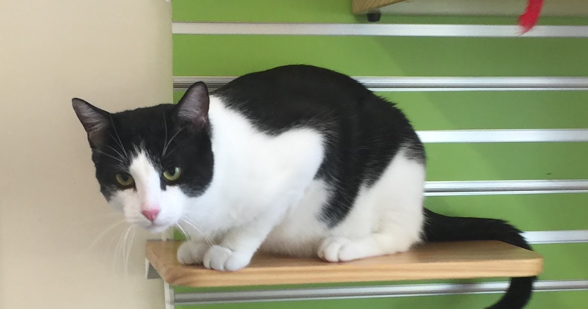 Progressive Charlestown: Kitty of the week