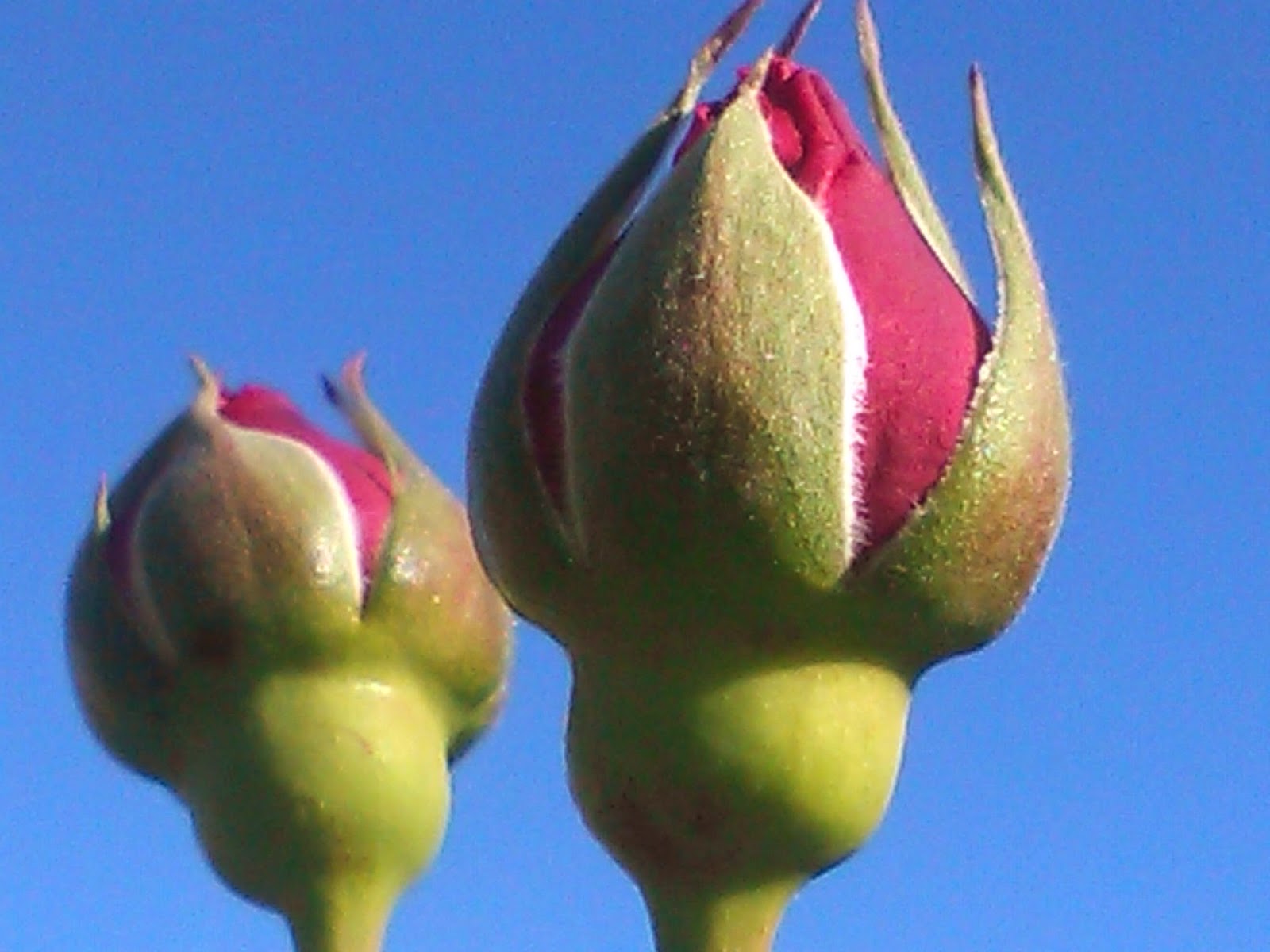majaillaflor: capullos de rosa
