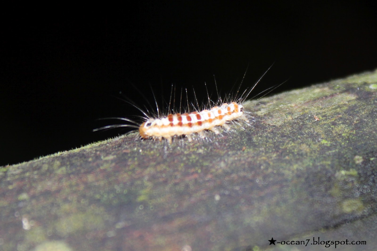 Lucky 7 || 时光「记」 「迹」: 砂州美姆旅：（22）姆鲁可爱小昆虫（Some Cute Insects, Mulu ...