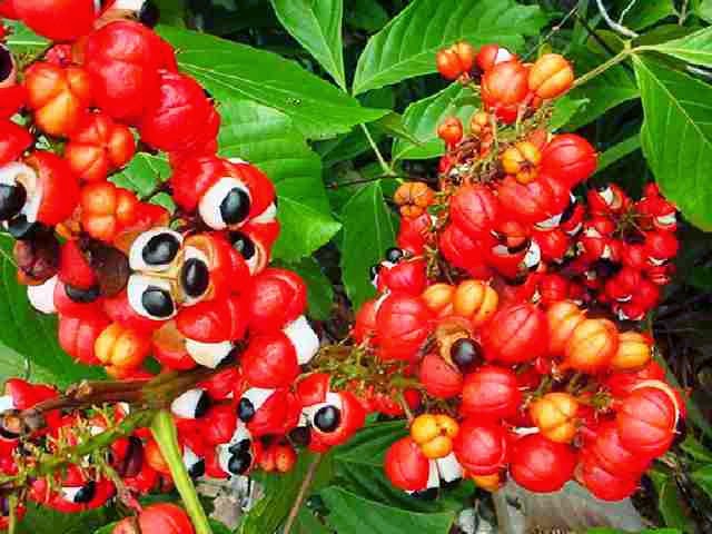 Amazonas Verde: Floresta Amazônica - 23 Belas fotos.