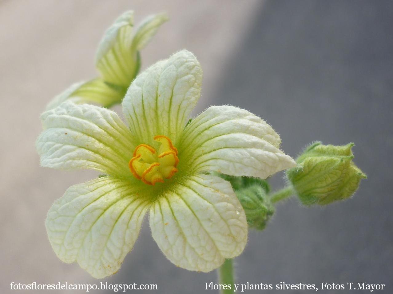 Flores y plantas silvestres: " Echallium elaterium ". Cohombrillo ...